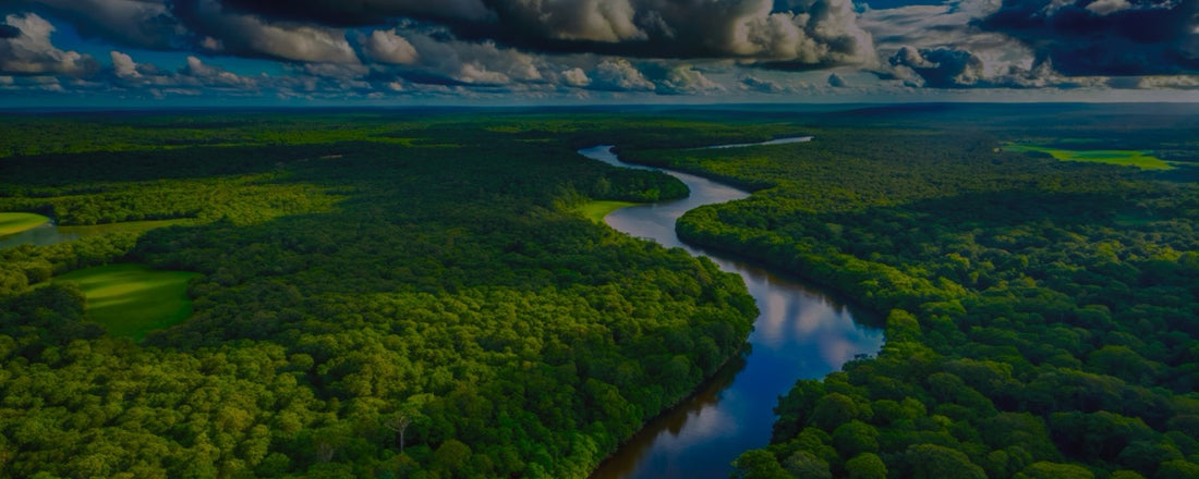 Ucayali Rainforest – Fund The Planet